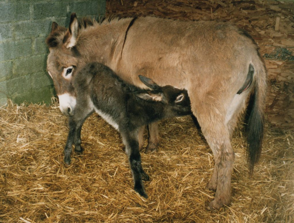 A Donkey Story – Raining Sideways